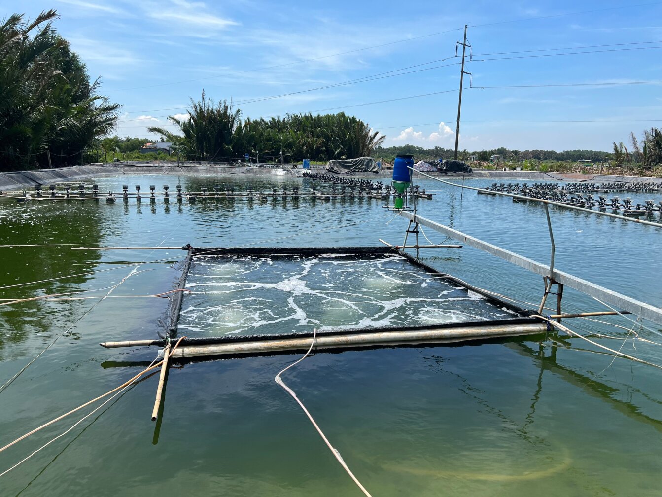 Quy trình nuôi tôm thẻ chân trắng đạt hiệu quả kinh tế cao - Nano ...